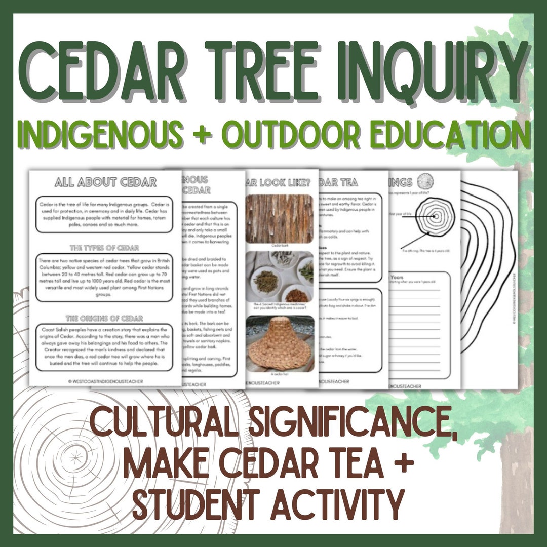 Cedar Lesson Inquiry, Sacred Medicine Lesson, Indigenous Education ...