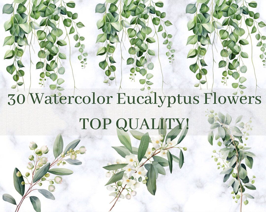30 Watercolor Eucalyptus Flowers Mix Clipart. Floral Clip Art, Clipart ...