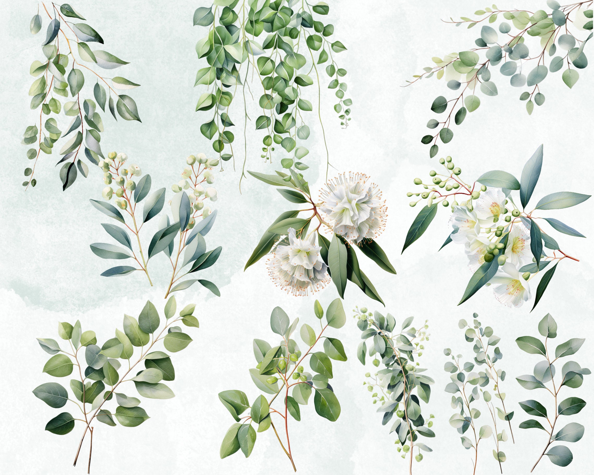 30 Watercolor Eucalyptus Flowers Mix Clipart. Floral Clip Art, Clipart ...
