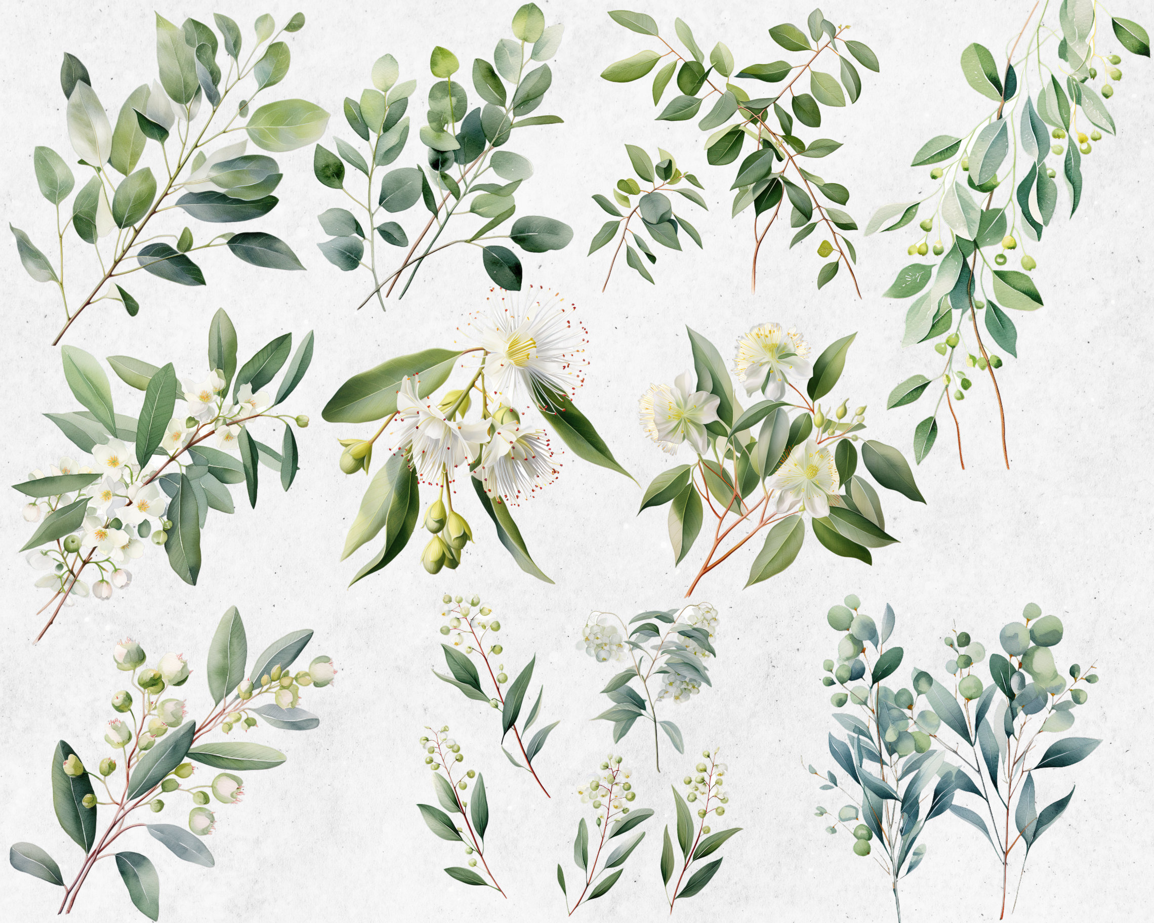 30 Watercolor Eucalyptus Flowers Mix Clipart. Floral Clip Art, Clipart ...