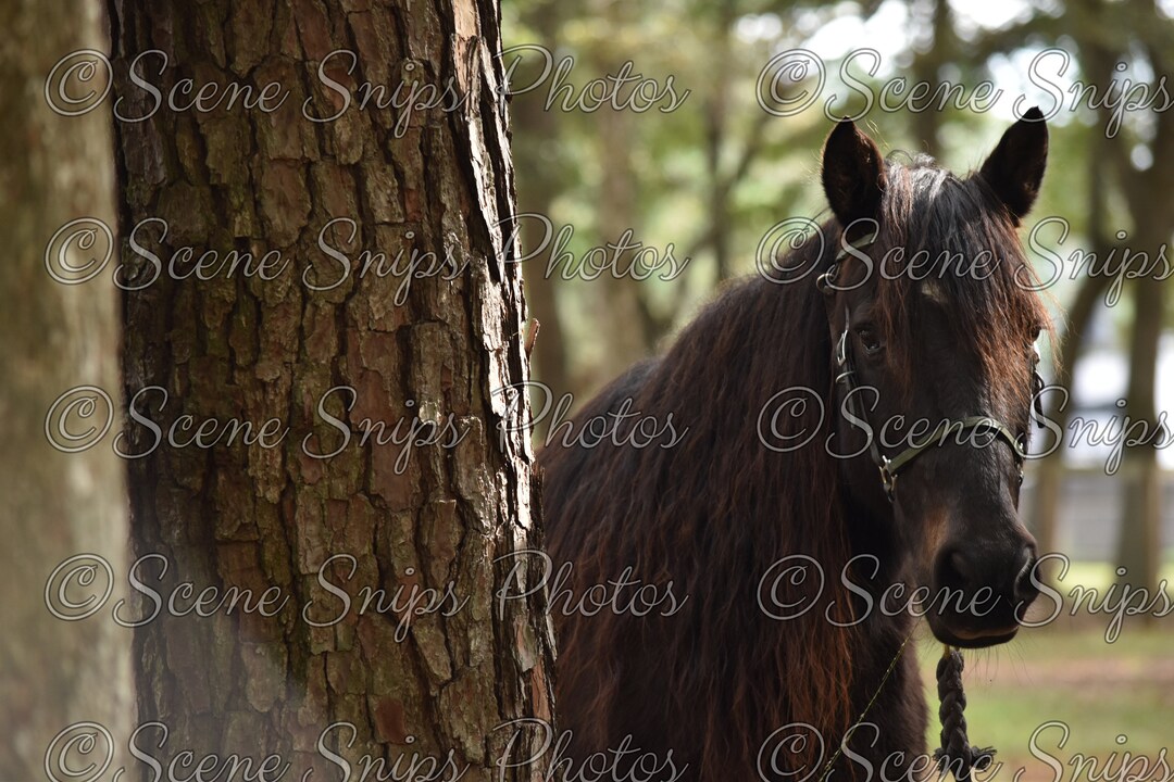 Animal Prints, Nature Wall Art, Printable Art, Digital Download, Nature ...