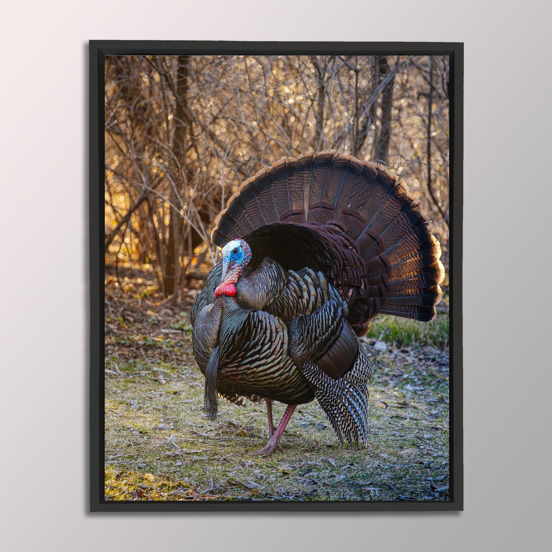 Strutting Tom Turkey Photo Print: Iowa Wildlife Home Decor - Etsy