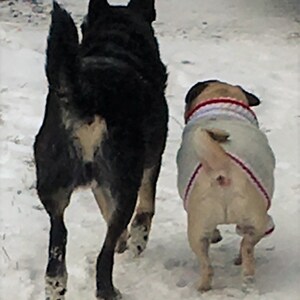 PUG MONKEY Knit Dog Sweater Pattern - Perfect for Frenchies Too! - Etsy