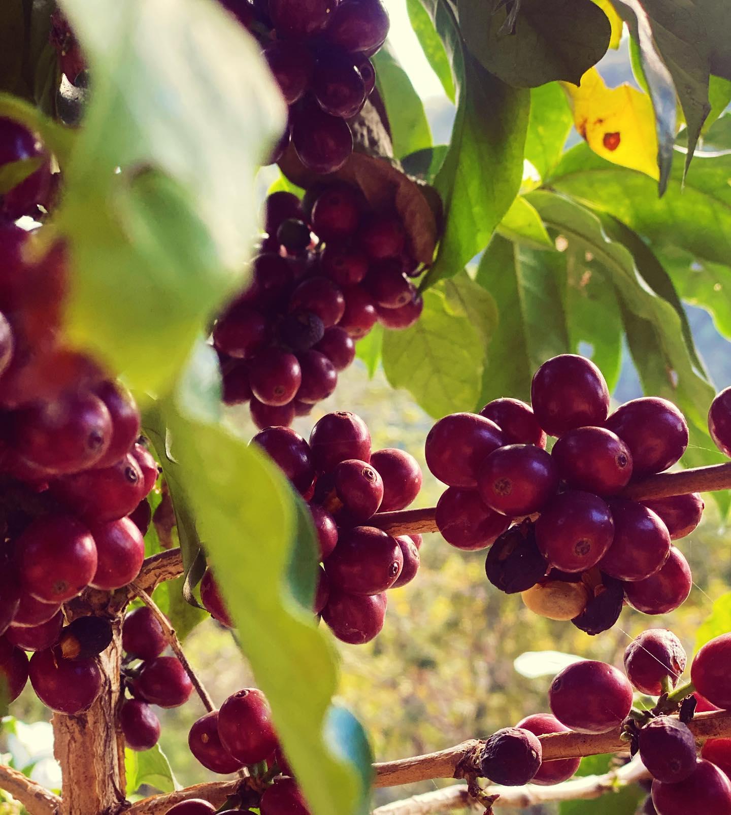 Guatemala Specialty Coffee Mundo Novo & Pacamara 2 Pack Medium Roast ...