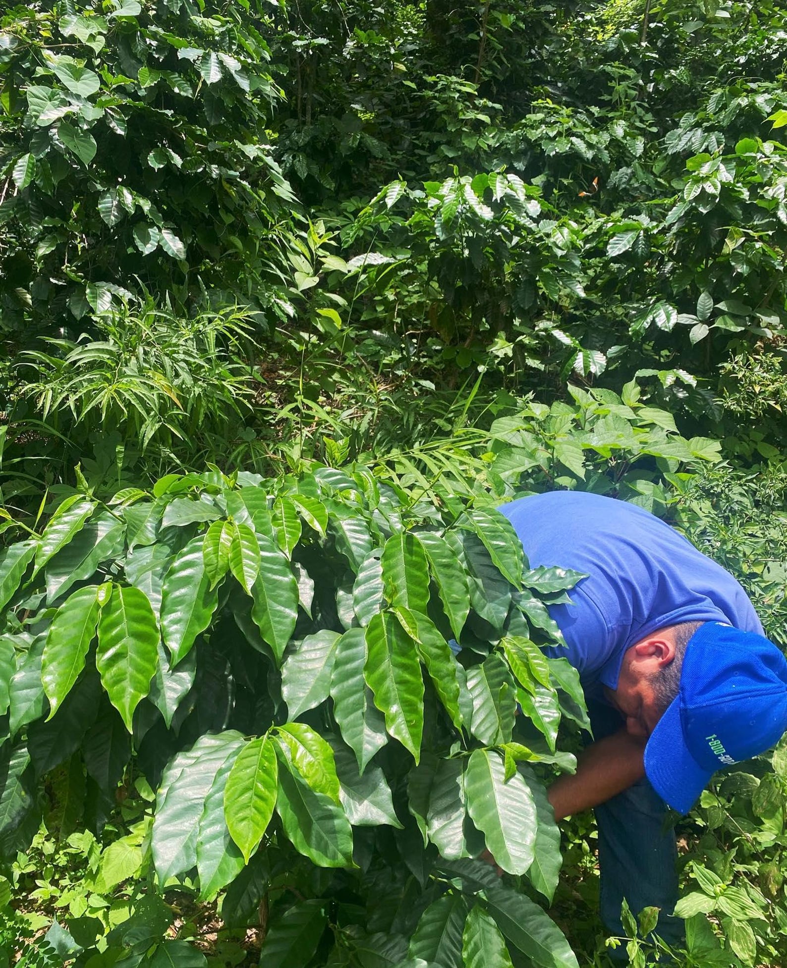 Guatemala Specialty Coffee Mundo Novo & Pacamara 2 Pack Medium Roast ...