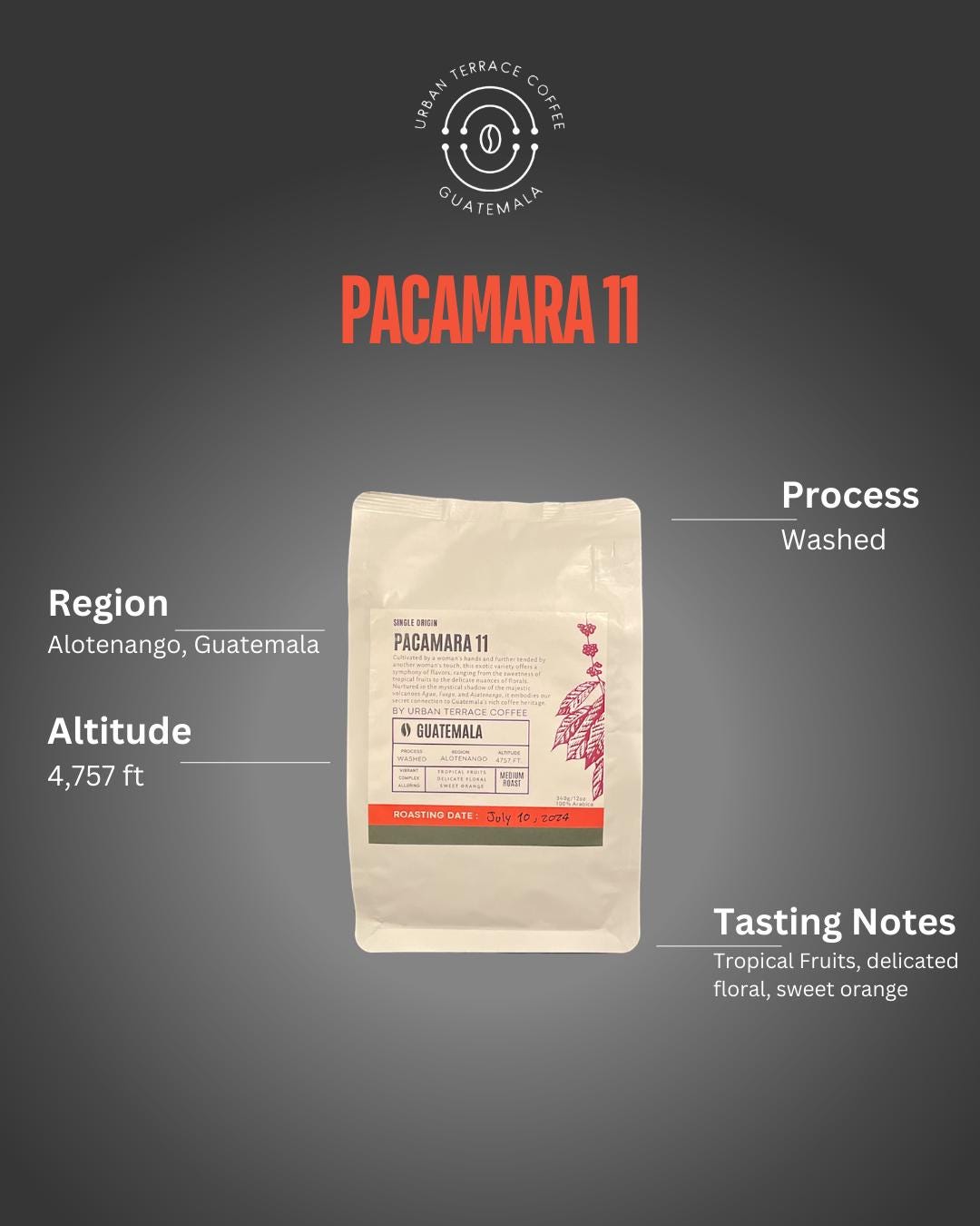 Guatemala Specialty Coffee Mundo Novo & Pacamara 2 Pack Medium Roast ...