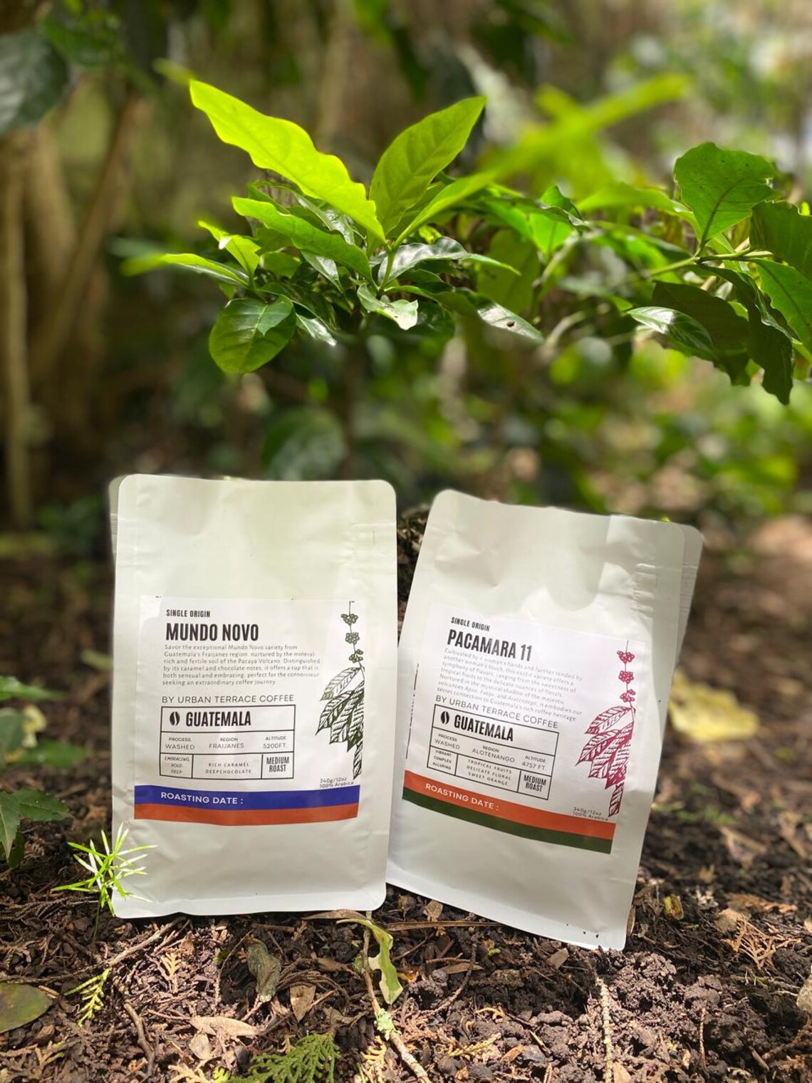 Guatemala Specialty Coffee Mundo Novo & Pacamara 2 Pack Medium Roast ...