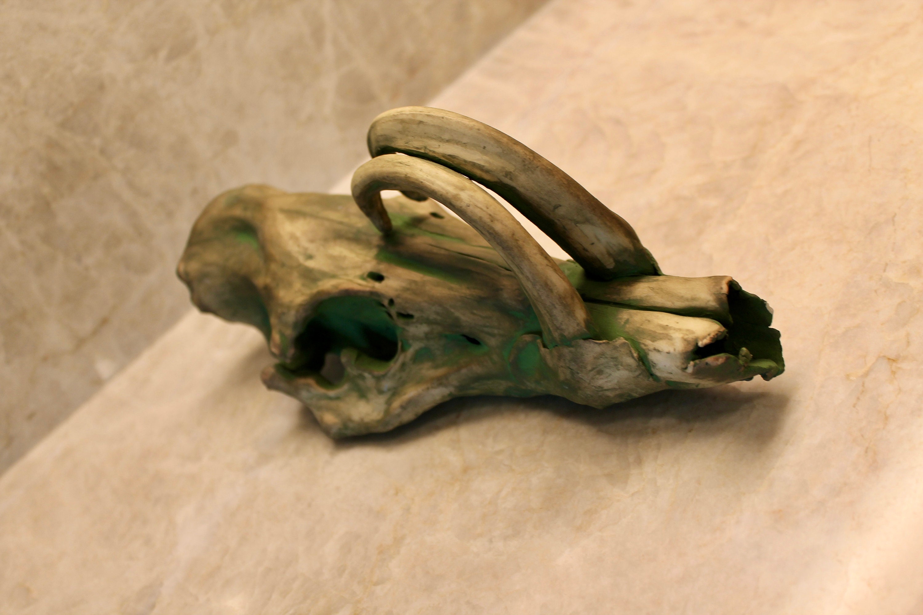 Ceramic Babirusa Skull Sculpture - Etsy