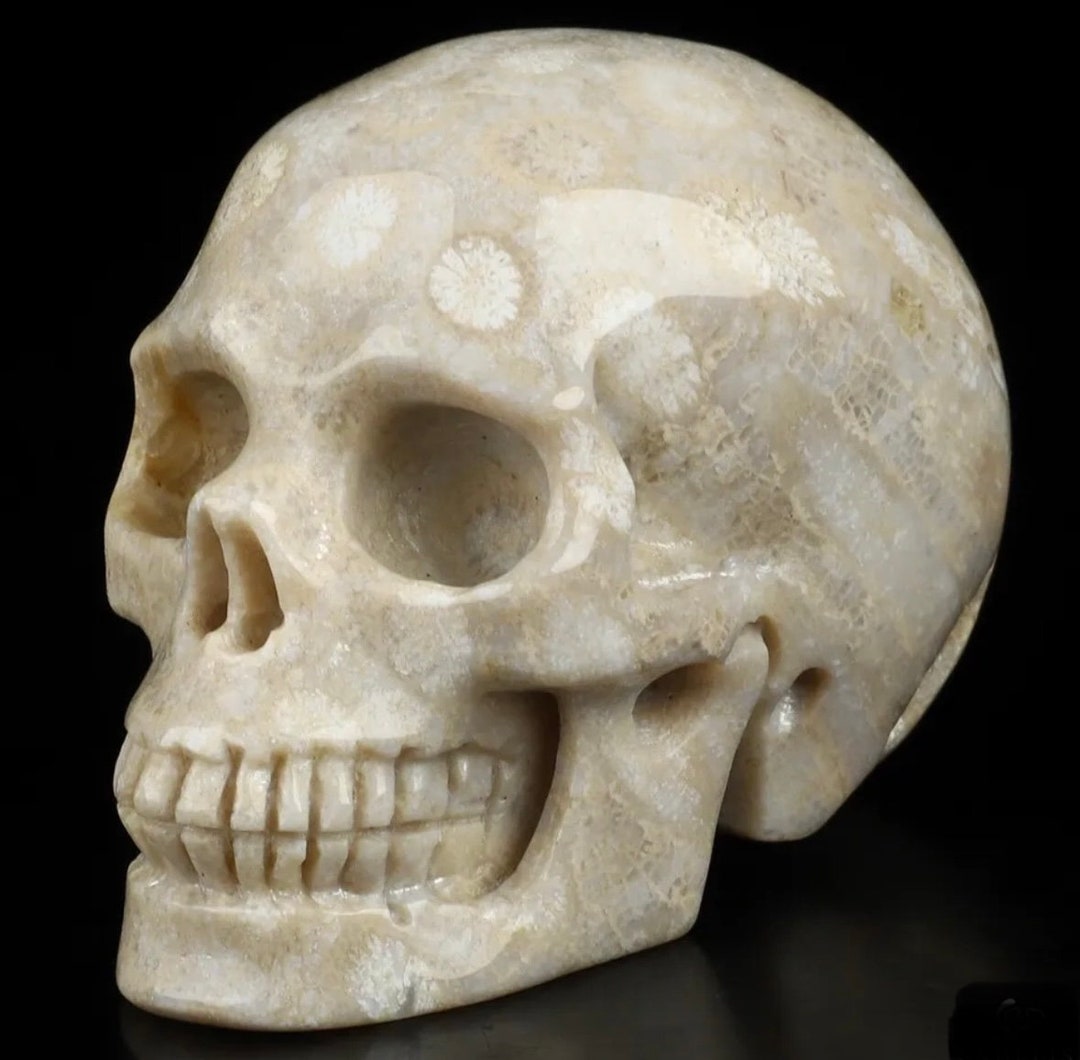 2.0” Coral Fossil Mini Skull Carving - Etsy