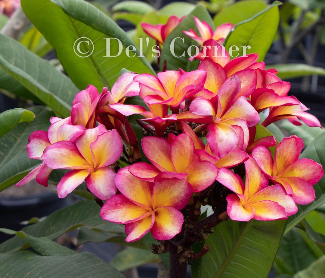 Calypso Plumeria Delight – Printable Tropical Wall Art - Etsy