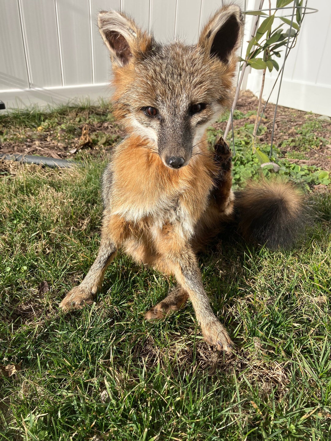 Taxidermy Gray Fox, Full Mount. No Stand/base - Etsy