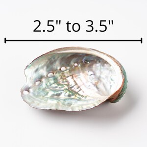 Natural Abalone Shell – Incense Holder, Ritual & Altar | 2.5 to 3.5 ...