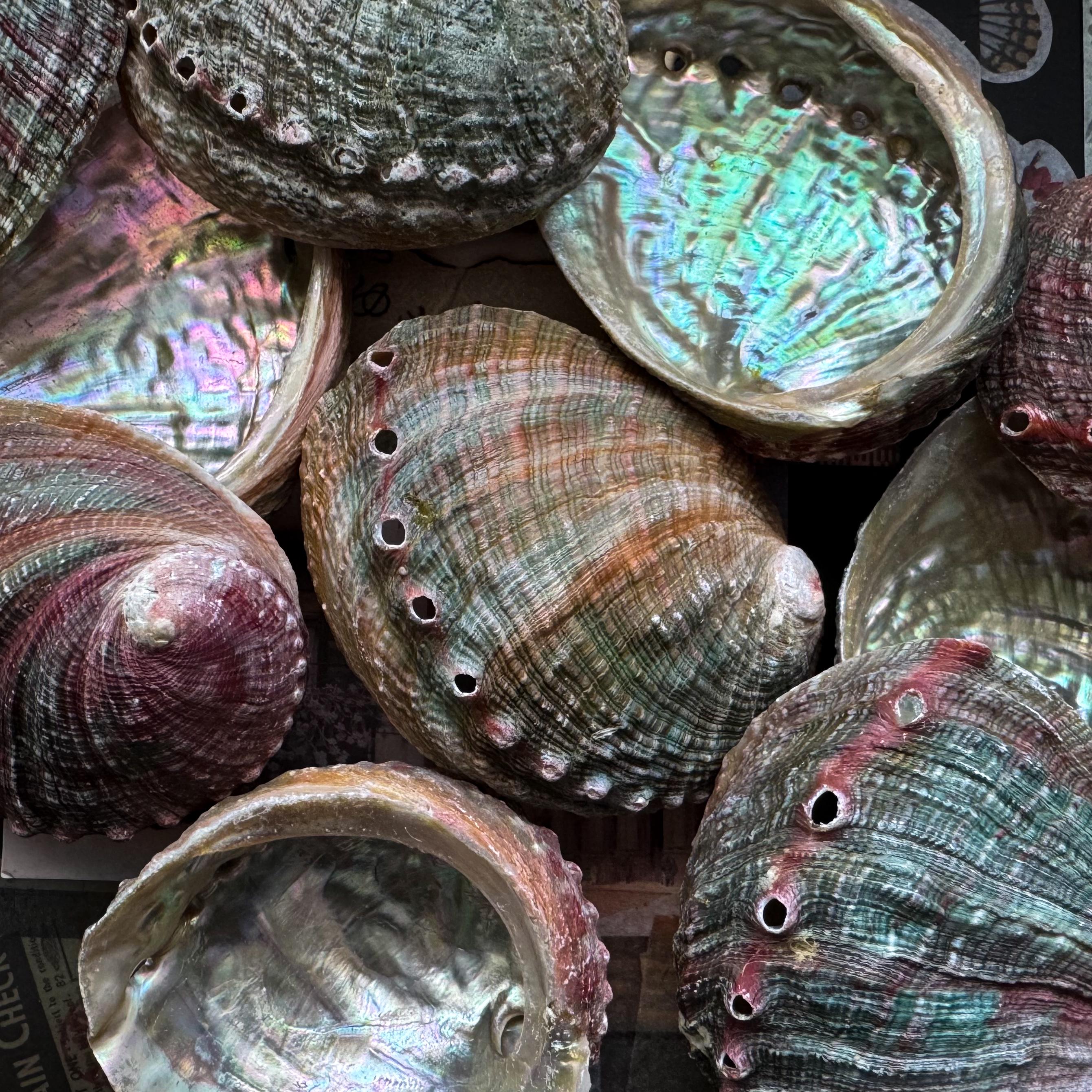 Natural Abalone Shell – Incense Holder, Ritual & Altar | 2.5 to 3.5 ...