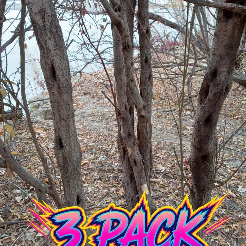 Walking Stick Wood Blanks - Etsy