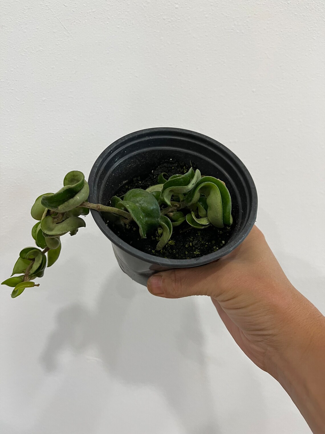 Hoya Hindu Rope Hoya Carnosa Compacta Green Hindu Rope Plant Indian ...