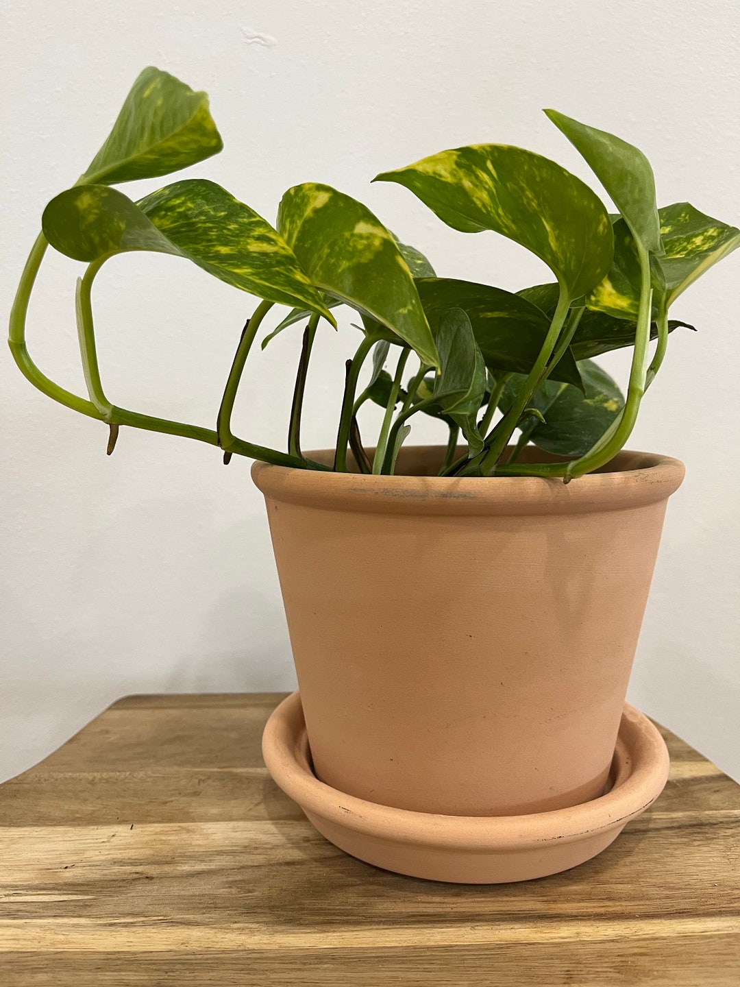 Hawaiian Pothos 4.5 Pot, Well Rooted, Starter Plant, Houseplant, Indoor ...