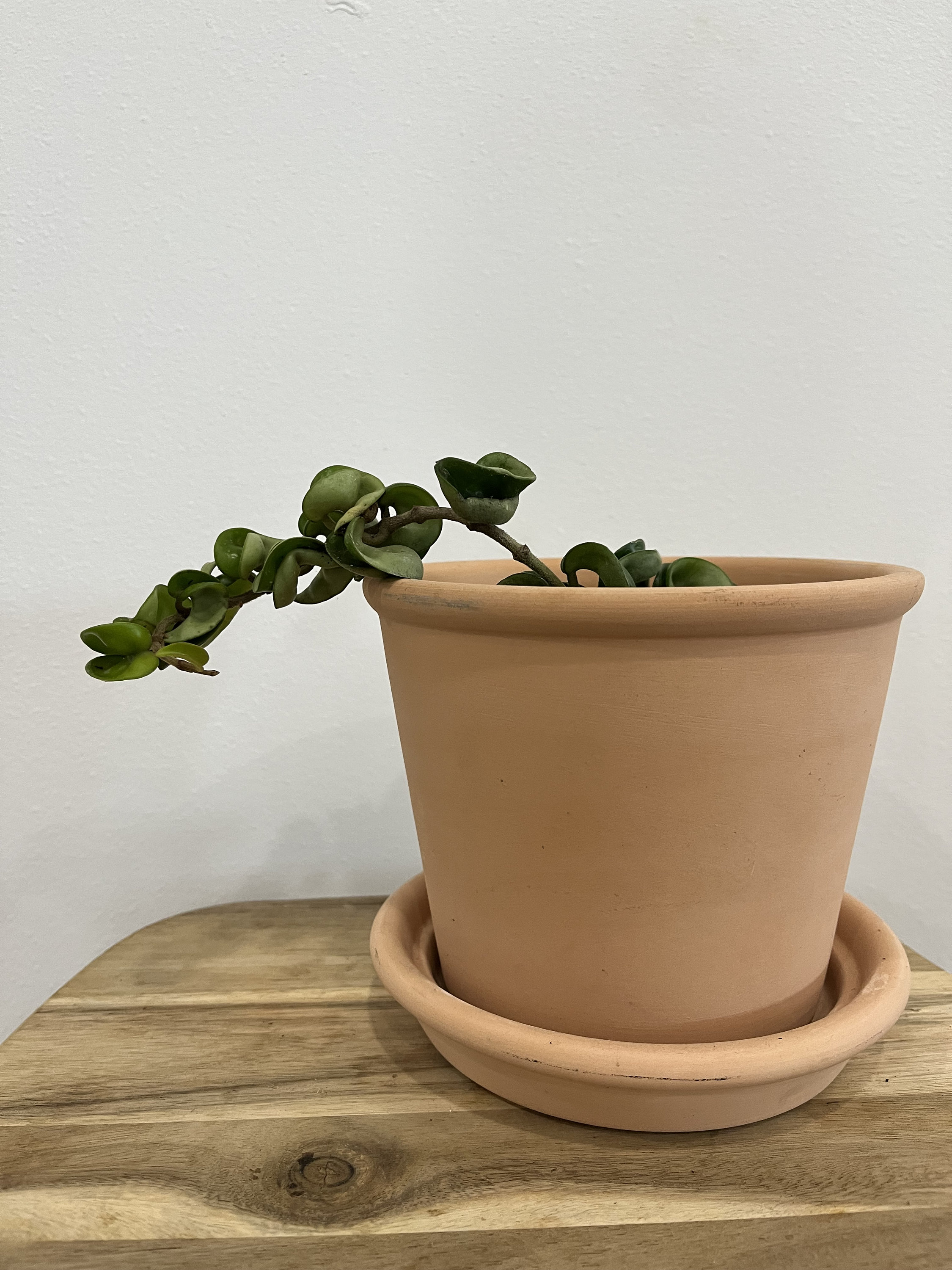 Hoya Hindu Rope Hoya Carnosa Compacta Green Hindu Rope Plant Indian ...