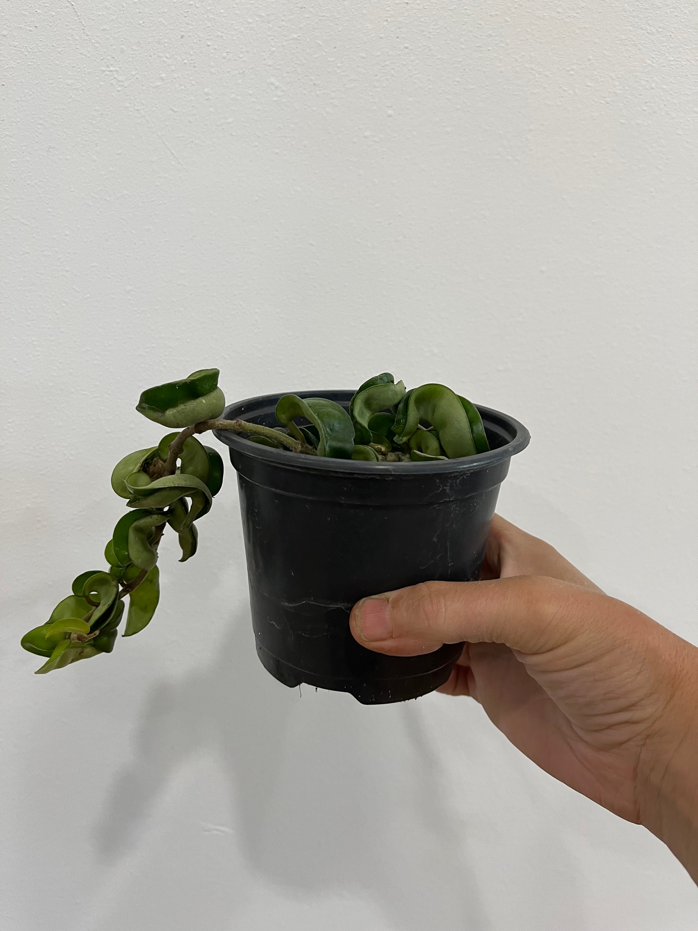 Hoya Hindu Rope Hoya Carnosa Compacta Green Hindu Rope Plant Indian ...