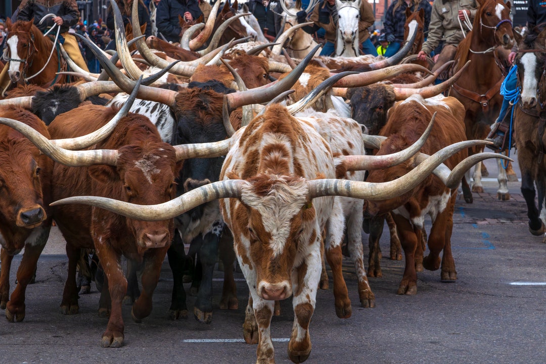 Denver Stock Show Parade, Colorado - Etsy