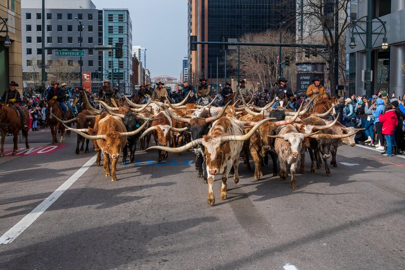 National Western Stock Show Parade Denver, Colorado - Etsy