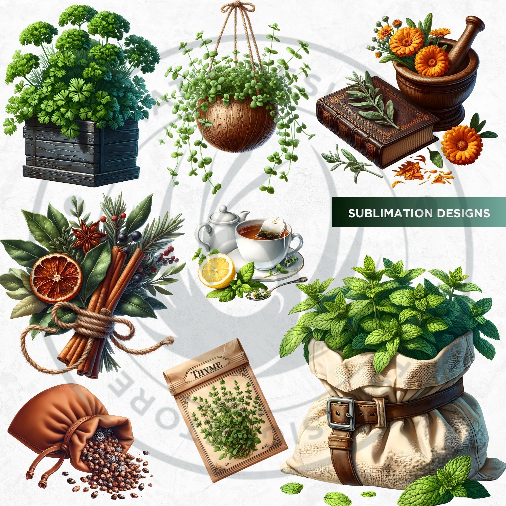 Medicinal Herbs Clipart Set: Botanical Apothecary Graphics (PNG ...