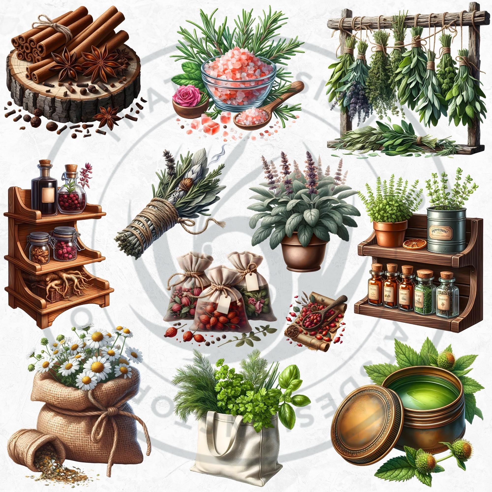 Medicinal Herbs Clipart Set: Botanical Apothecary Graphics (PNG ...