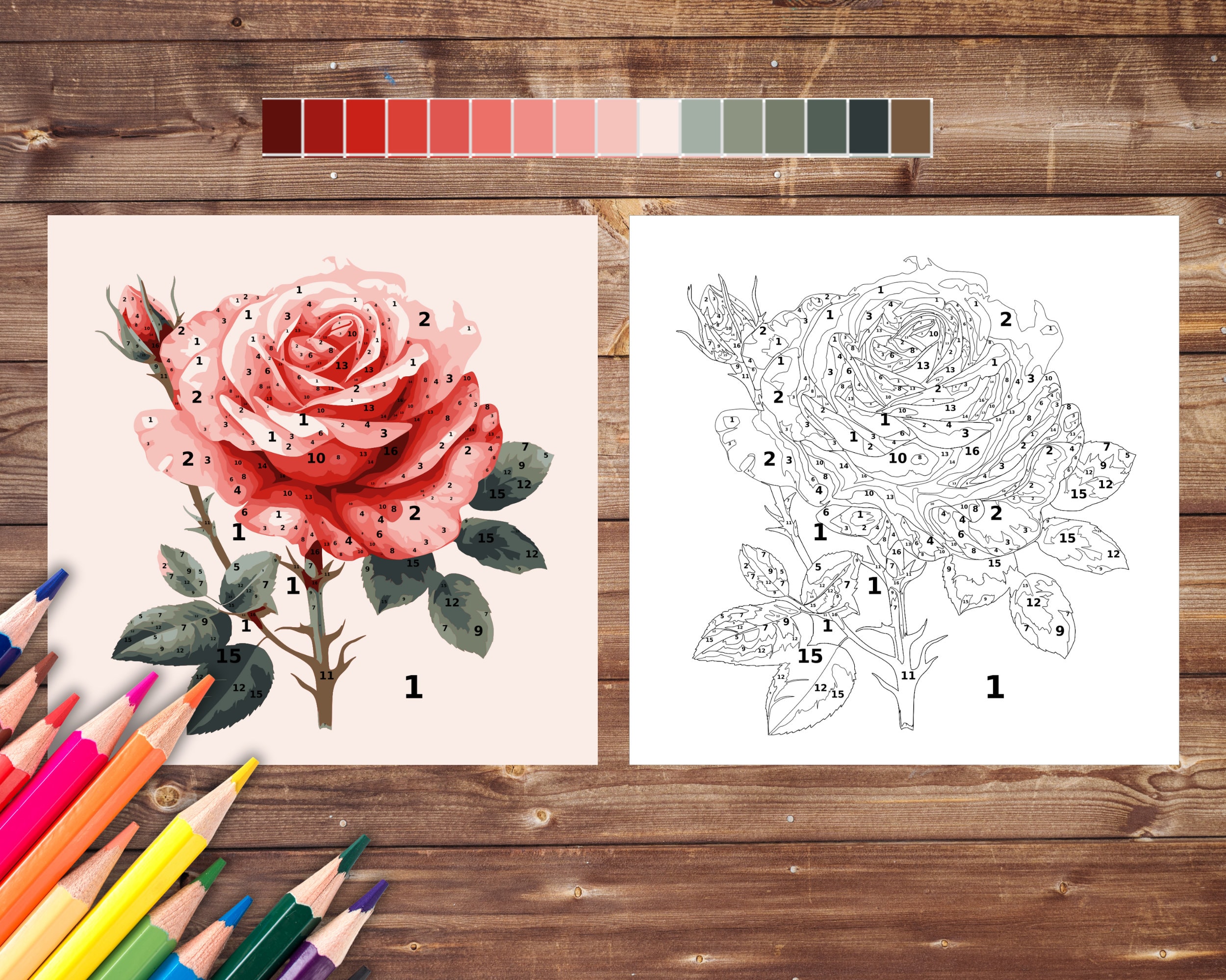 June Birth Flower Color by Number, Rose Paint by Number for Adult ...