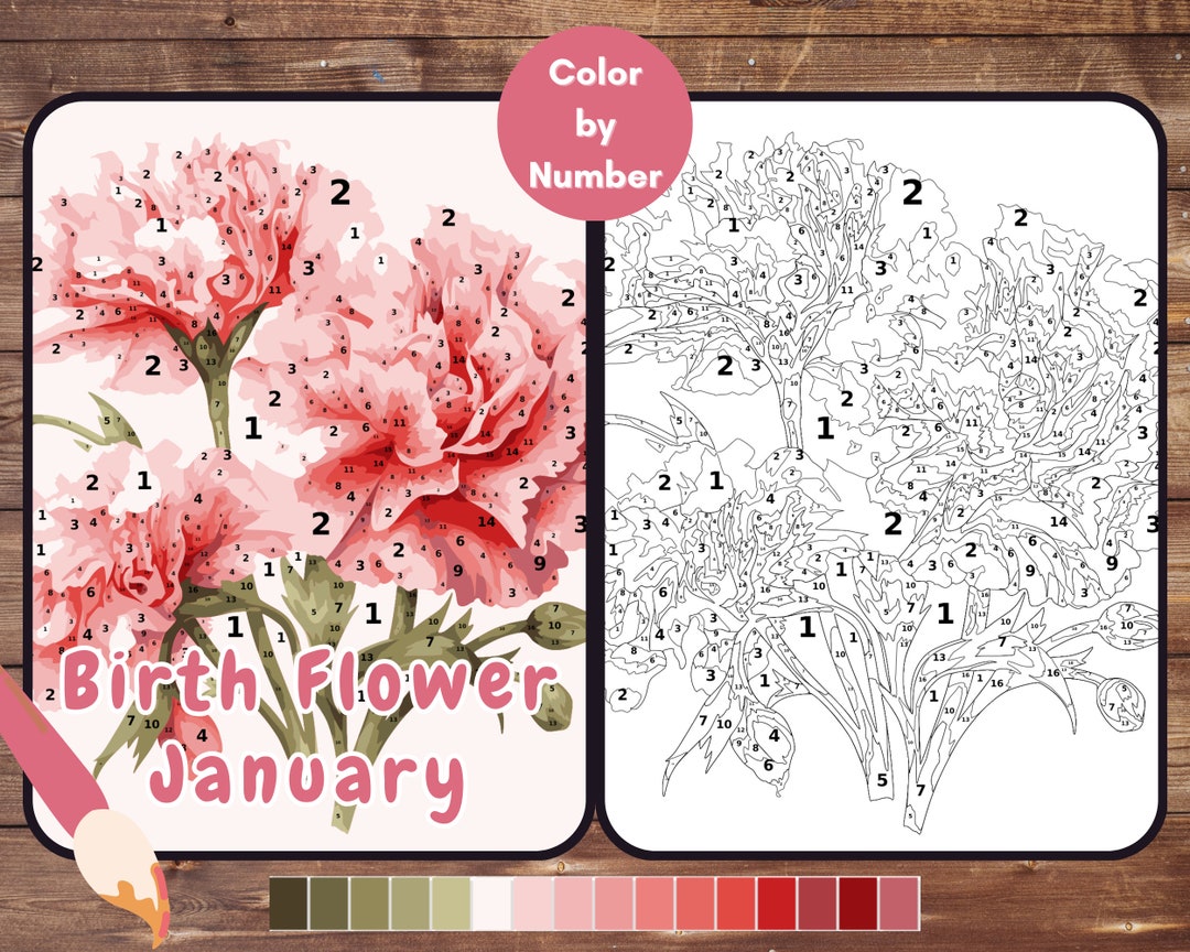 January Birth Flower Color by Number, Carnation Flower Paint by Number ...