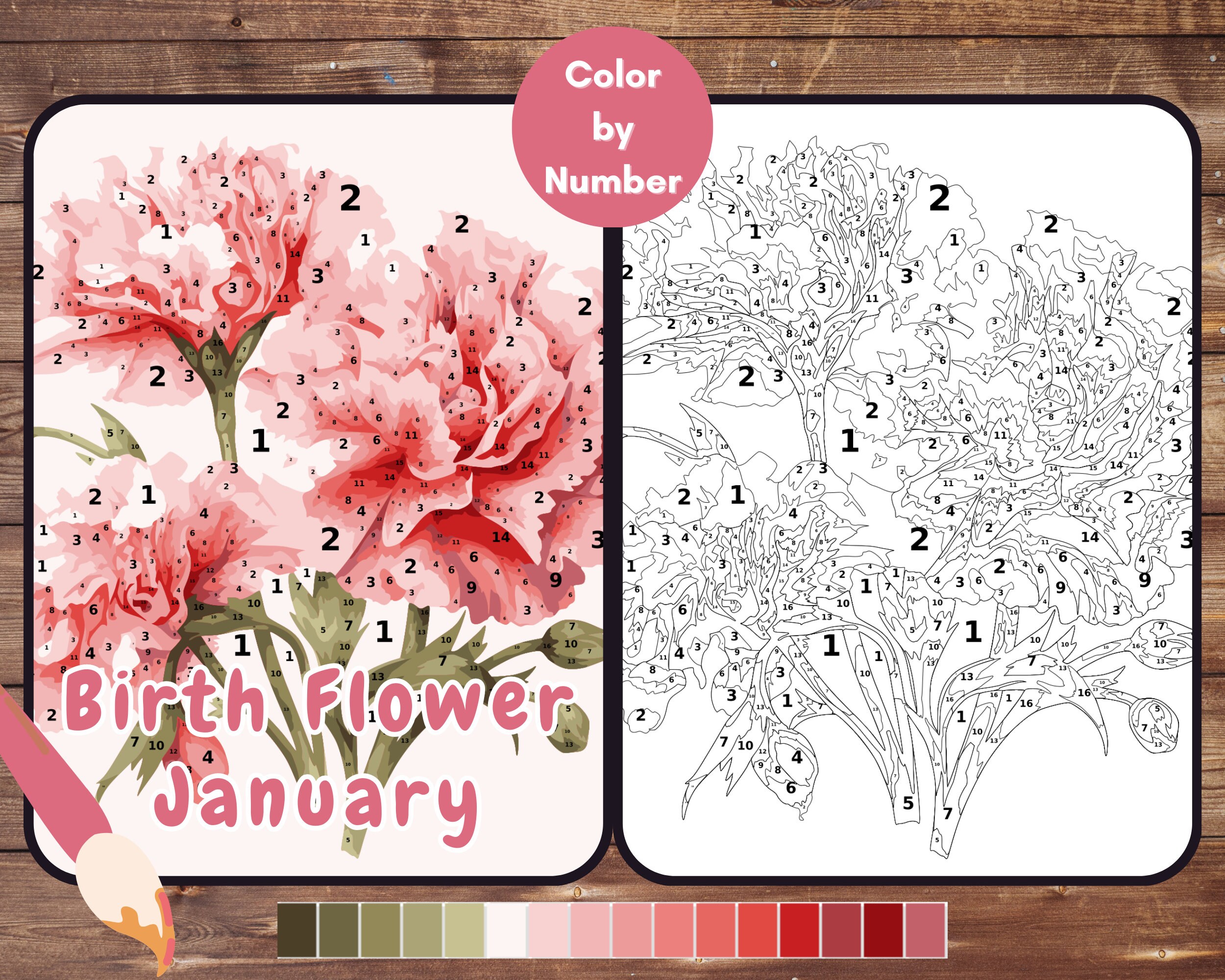 January Birth Flower Color by Number, Carnation Flower Paint by Number ...