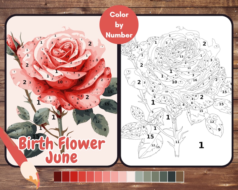 June Birth Flower Color by Number, Rose Paint by Number for Adult ...
