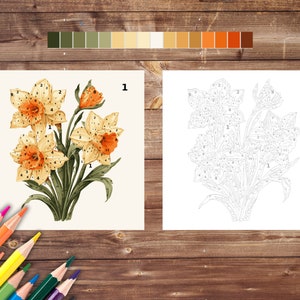 March Birth Flower Color by Number, Daffodil Flower Paint by Number for ...