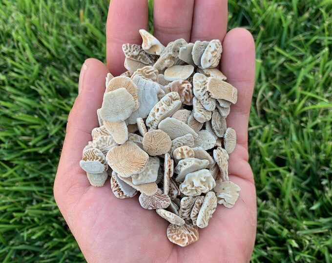 Fossilized Sand Dollar Fragments/choptank Formation/calvert Cliffs ...