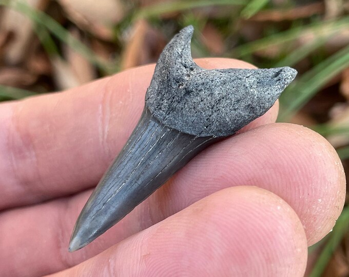 Carcharodon Hastalis Fossil Shark Tooth/calvert Cliffs Maryland ...