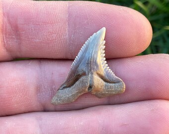 Hemipristis Serra 3 Pack/fossil Shark Teeth/calvert Cliffs Maryland - Etsy