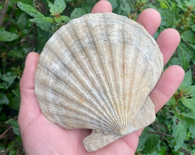 Chesapecten Nefrens/fossil Scallop Shell/zone 19 - Boston Cliffs Member ...