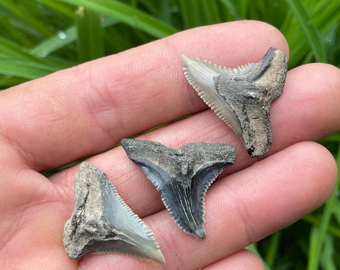 Set of (15) Fossil Shark Teeth/calvert Cliffs Fossil Shark Teeth/top ...