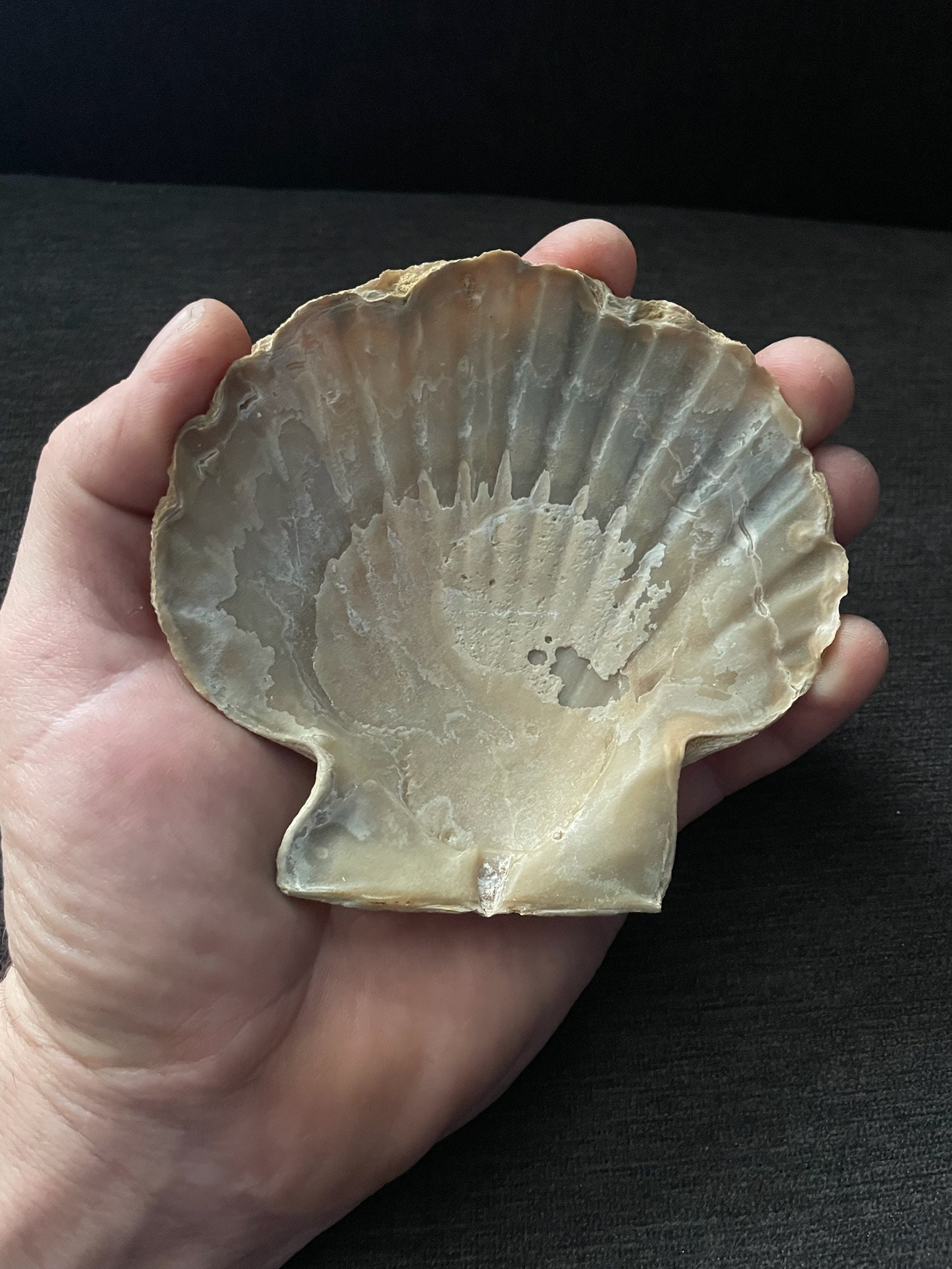 Chesapectin Nefrens Scallop Shell/zone 19/calvert Cliffs Maryland ...