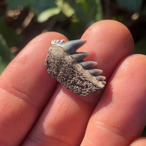 Fossil Cow Shark Tooth/notorynchus Primigenius/fossil Shark Teeth ...