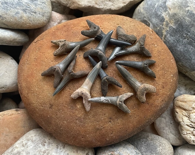 12 Large Sand Tiger Shark Teeth/maryland Paleocene Fossil Sharkteeth ...