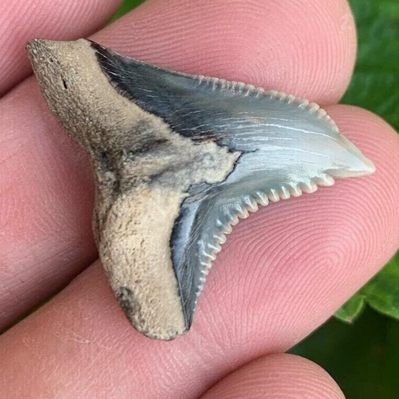 Hemipristis Serra Shark Tooth/deep Blue Color/choptank Formation ...
