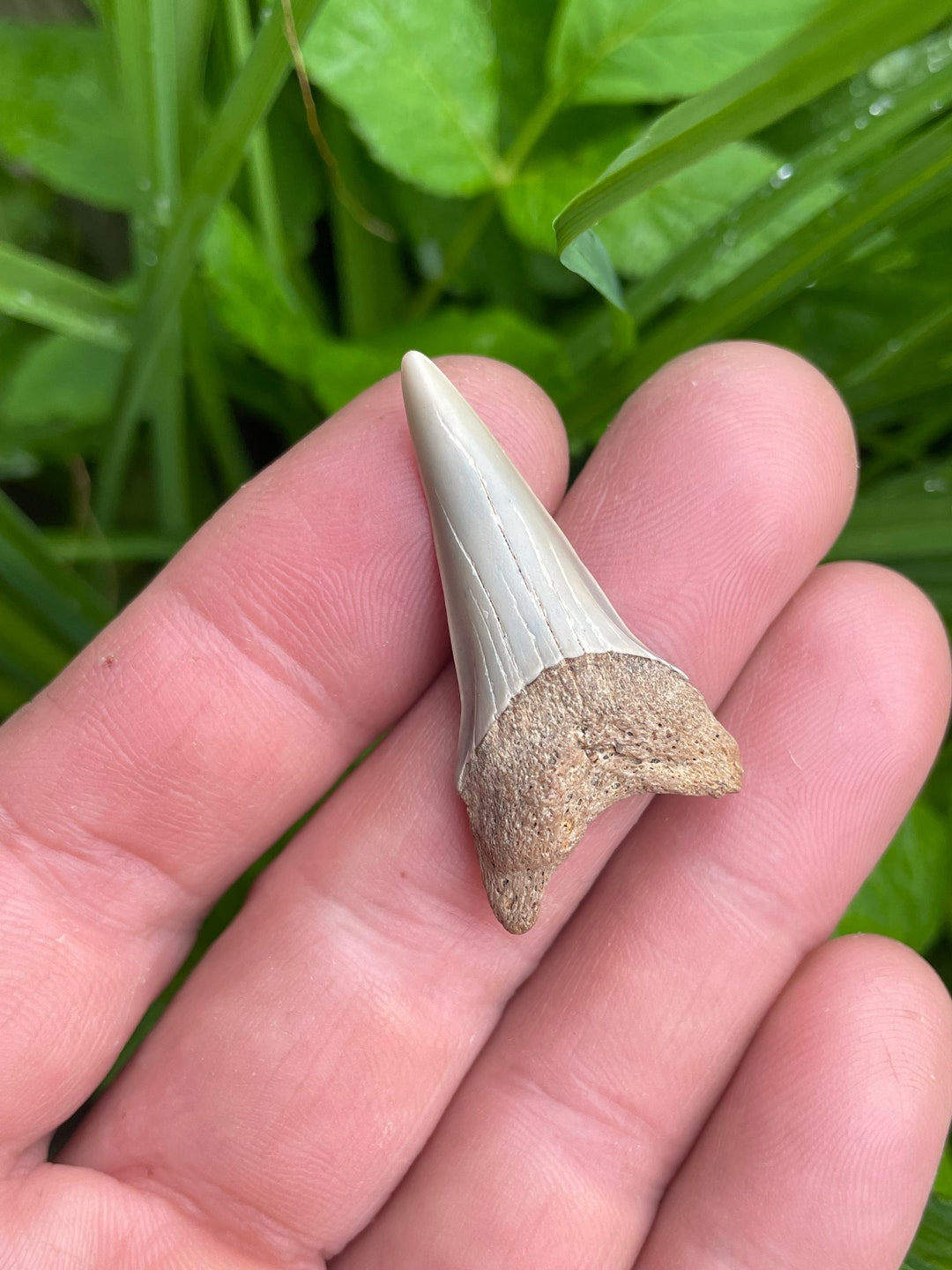 Carcharodon Hastalis-fossil Shark Tooth/choptank Formation-calvert ...