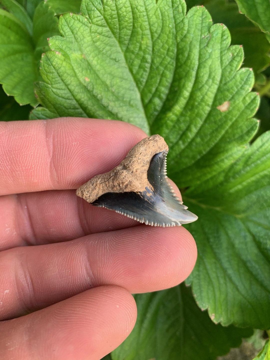 Hemipristis Serra/snaggle Tooth Shark/fossil Shark Tooth/collected in ...