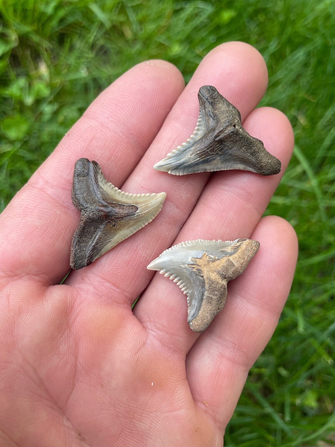 Hemipristis Serra 3 Pack/fossil Shark Teeth/calvert Cliffs Maryland - Etsy