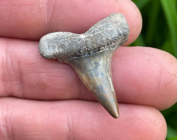 Isurus Retroflexus/fossil Shark Tooth/calvert Formation,fairhaven ...
