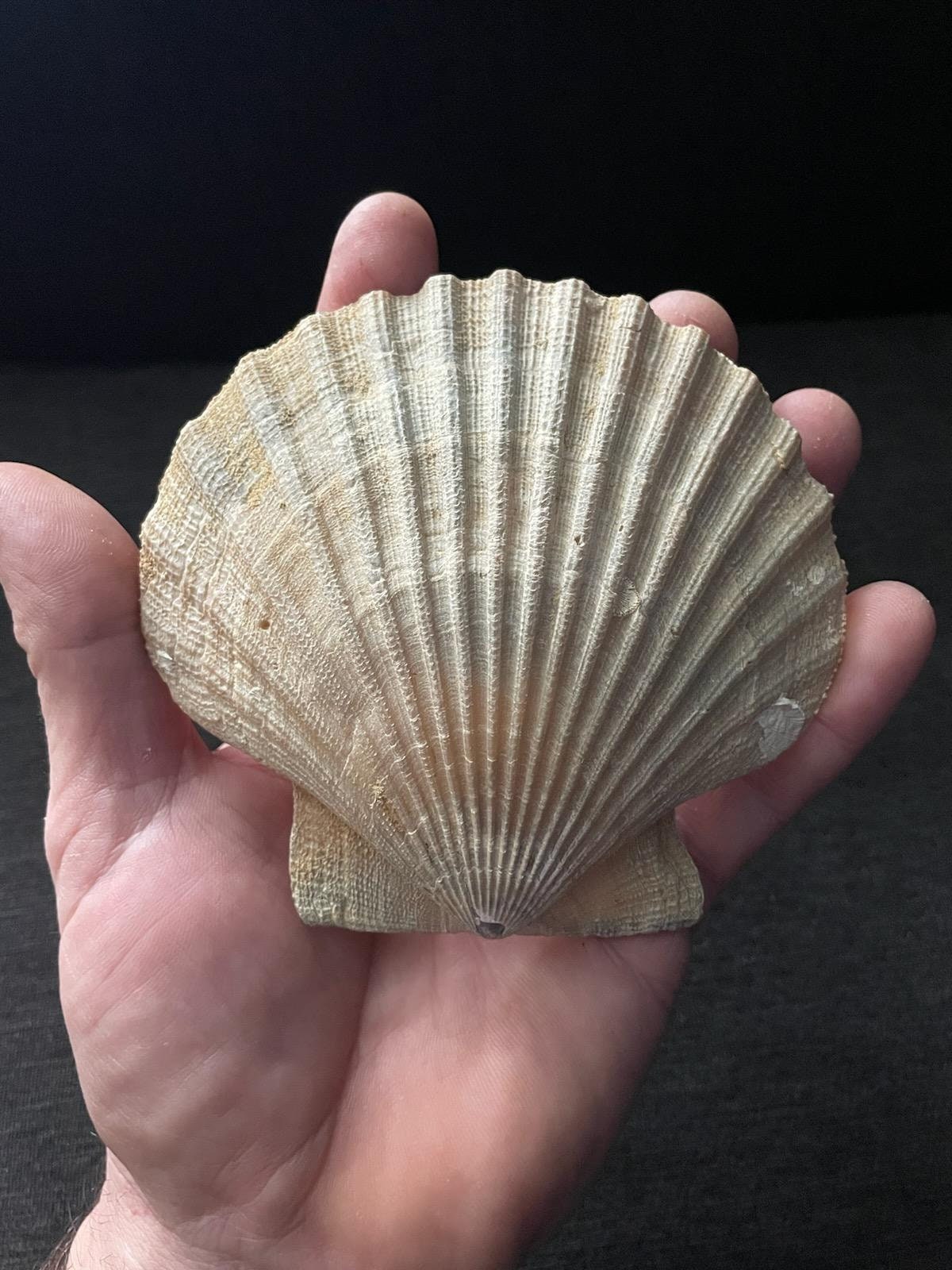 Chesapectin Nefrens Scallop Shell/zone 19/calvert Cliffs Maryland ...