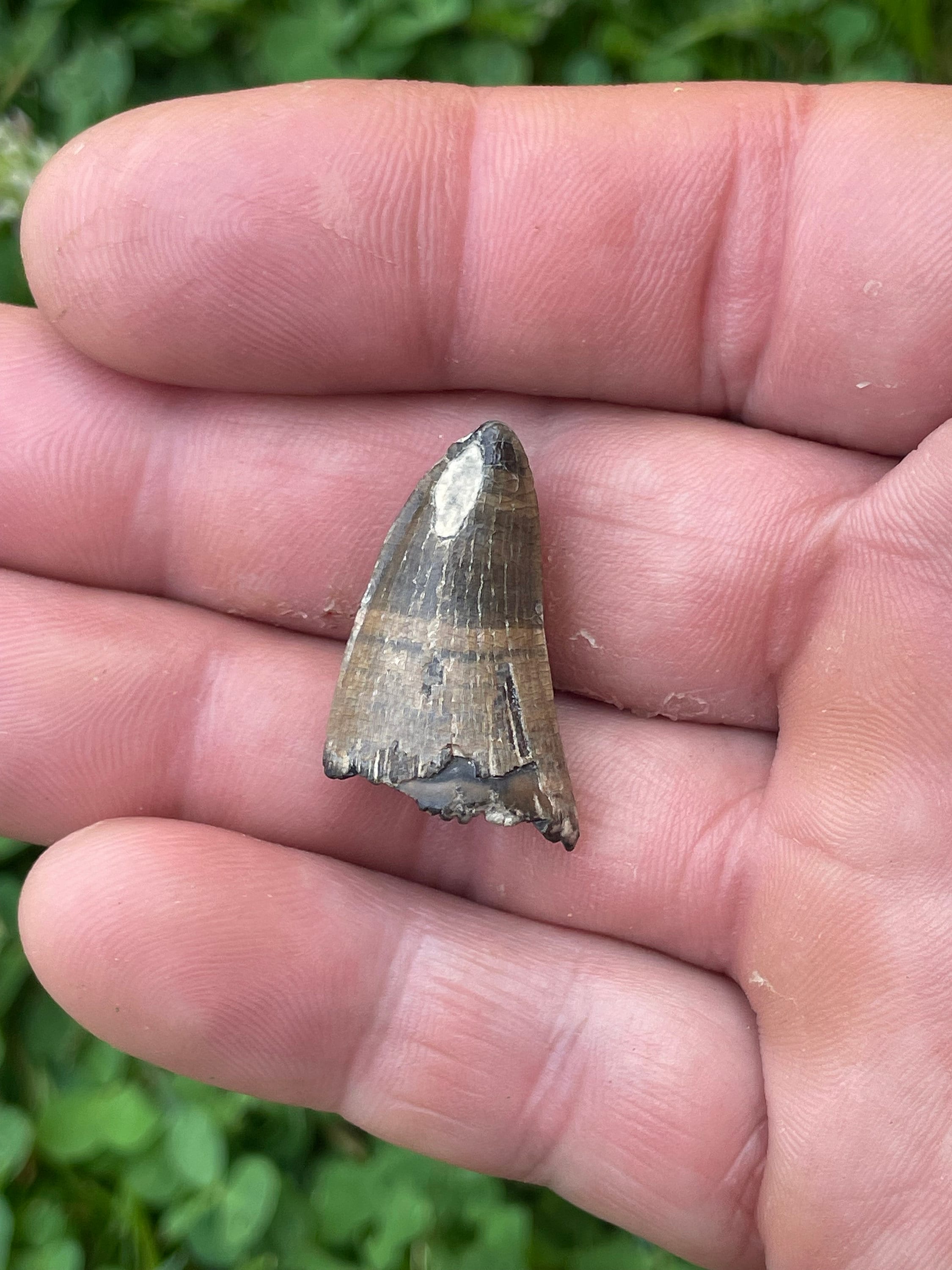 Fossil Crocodile Tooth/apex Predator-reptile Tooth/calvert Cliffs ...