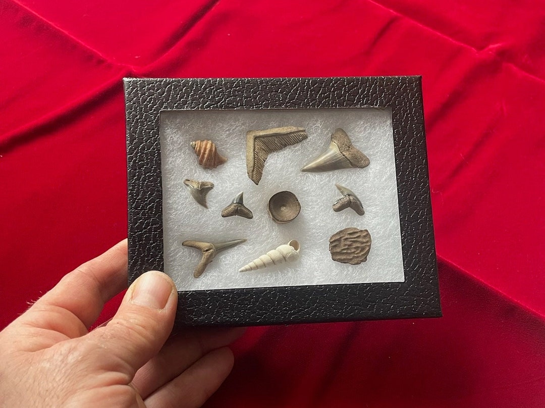 Miocene Fossils With Display Case/fossil Gift Set/calvert Cliffs ...