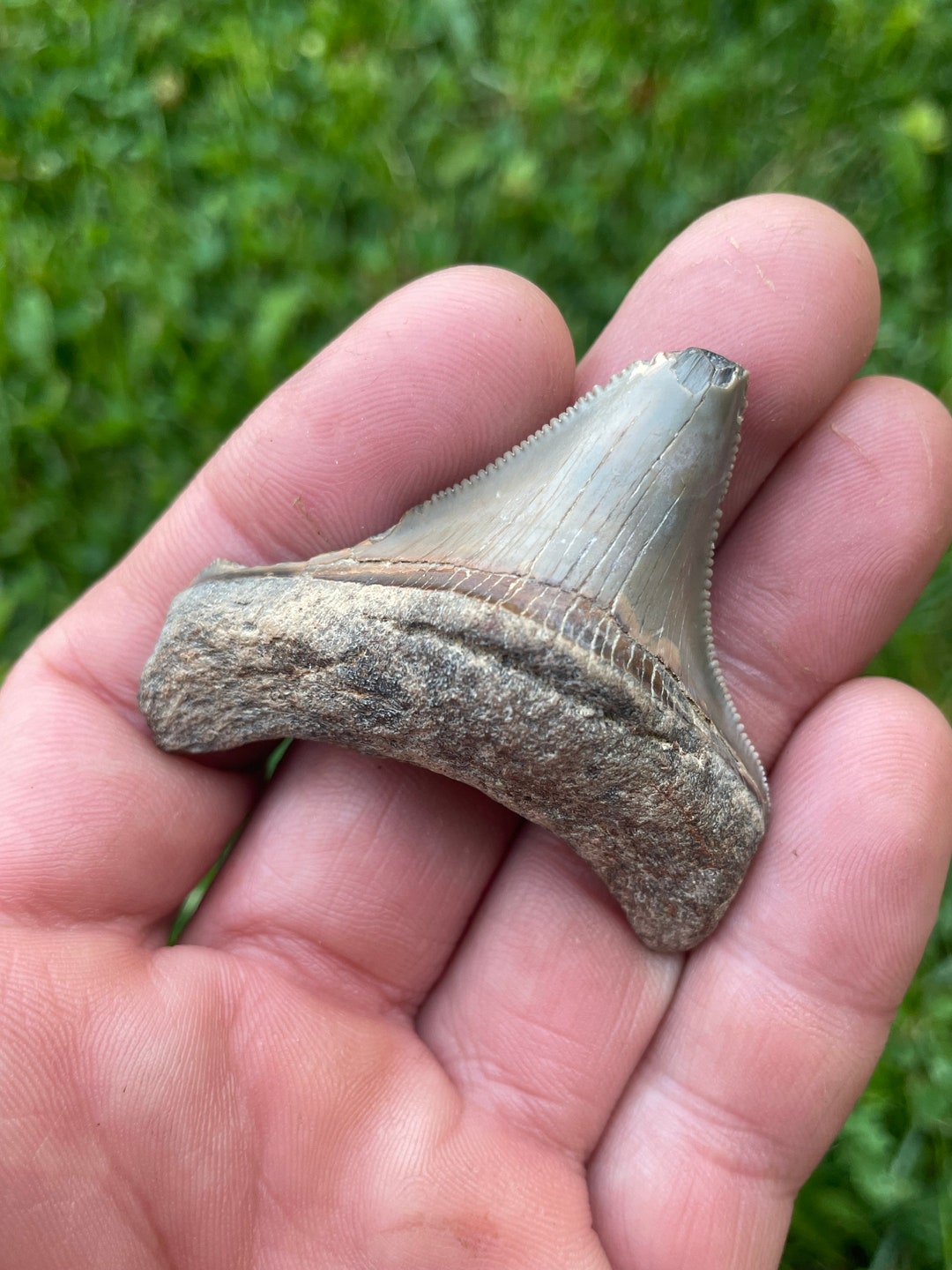 Megalodon Fossil Shark Tooth/calvert Formation/calvert Cliffs Maryland ...