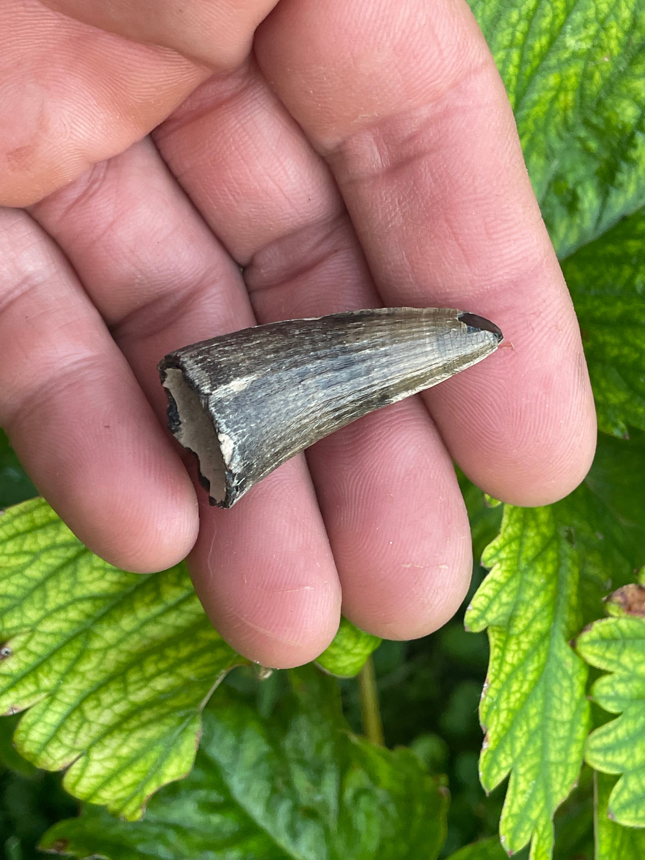 Large Fossil Crocodile Tooth/apex Predator/calvert Formation/calvert ...