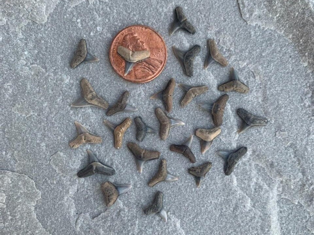 25 Small Mixed Species Fossil Shark Teeth/miocene Fossils/calvert ...